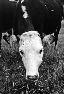 Detecting and Treating Lump Jaw in Cattle - Countryside